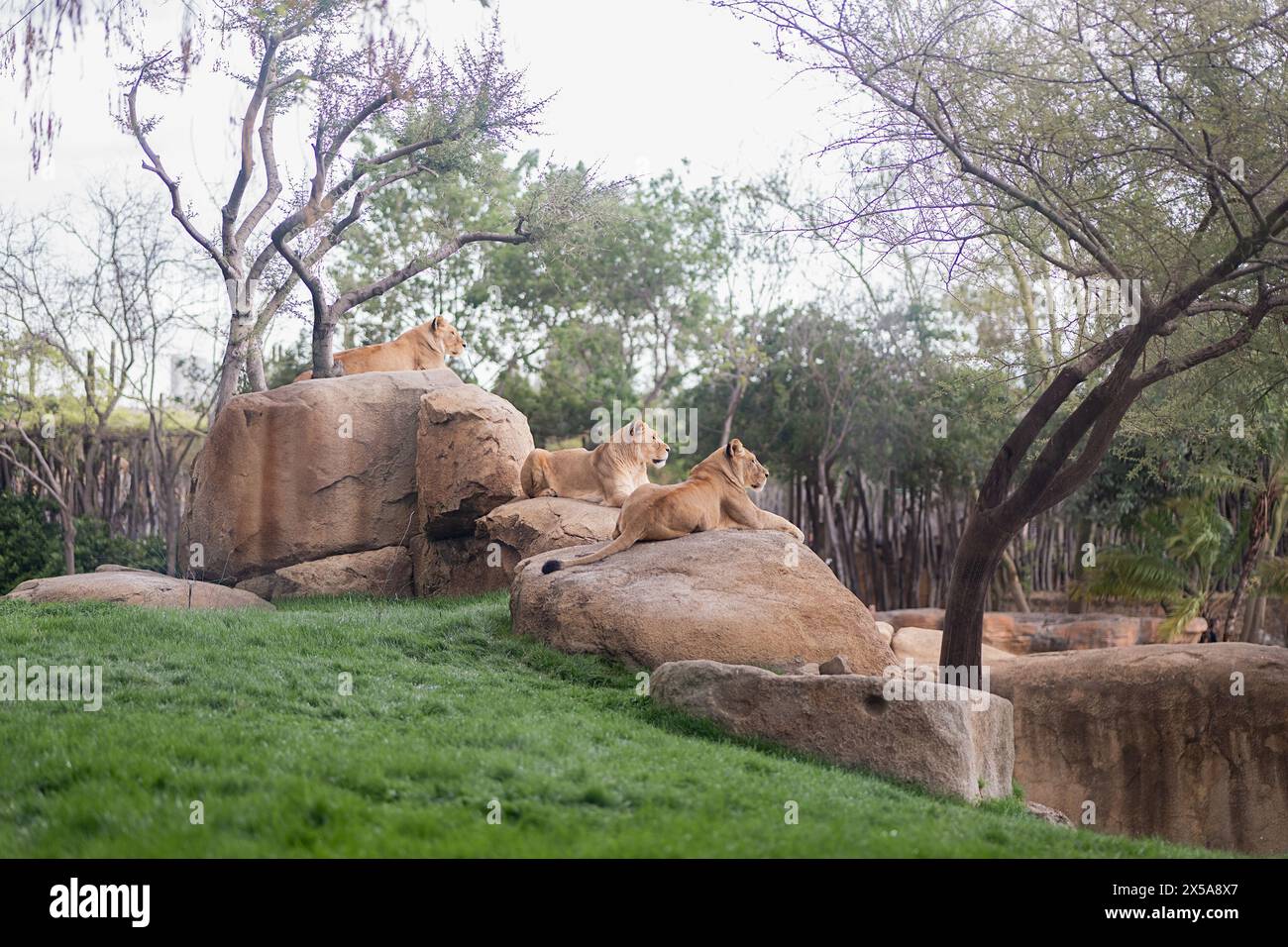 Lioness sitting side view hi-res stock photography and images - Alamy