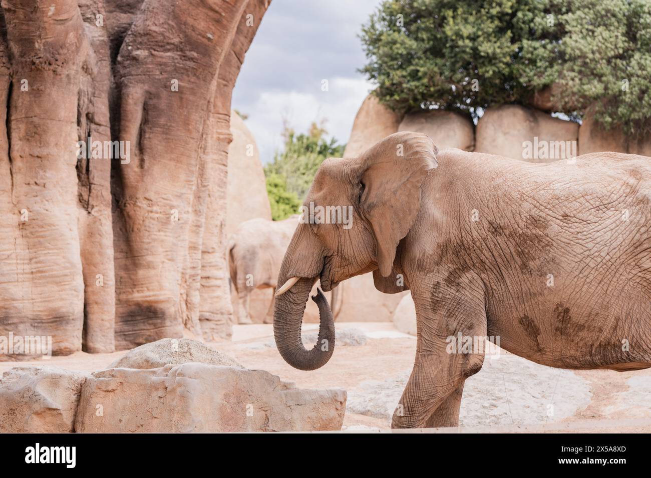 An African elephant stands majestically in a rocky, naturalistic ...