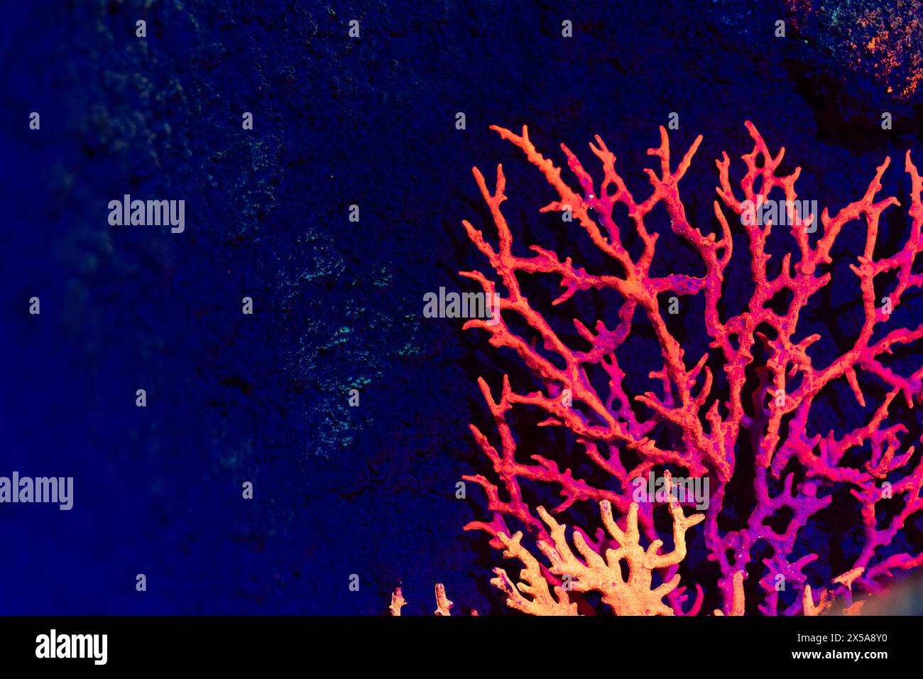 An underwater coral fluoresces with intense pink and purple hues when ...