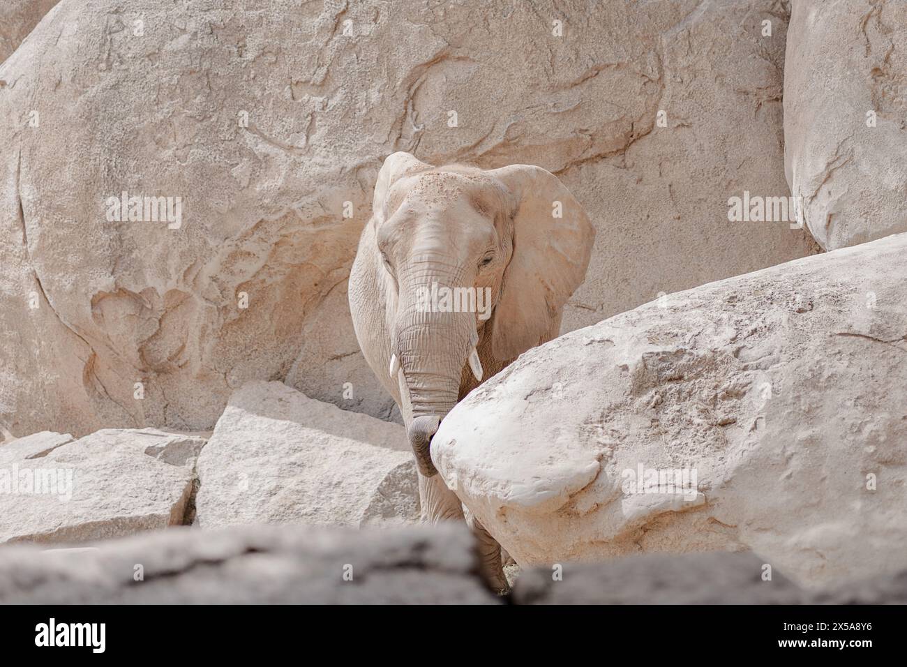 A majestic African elephant emerges from behind large, sandy boulders ...