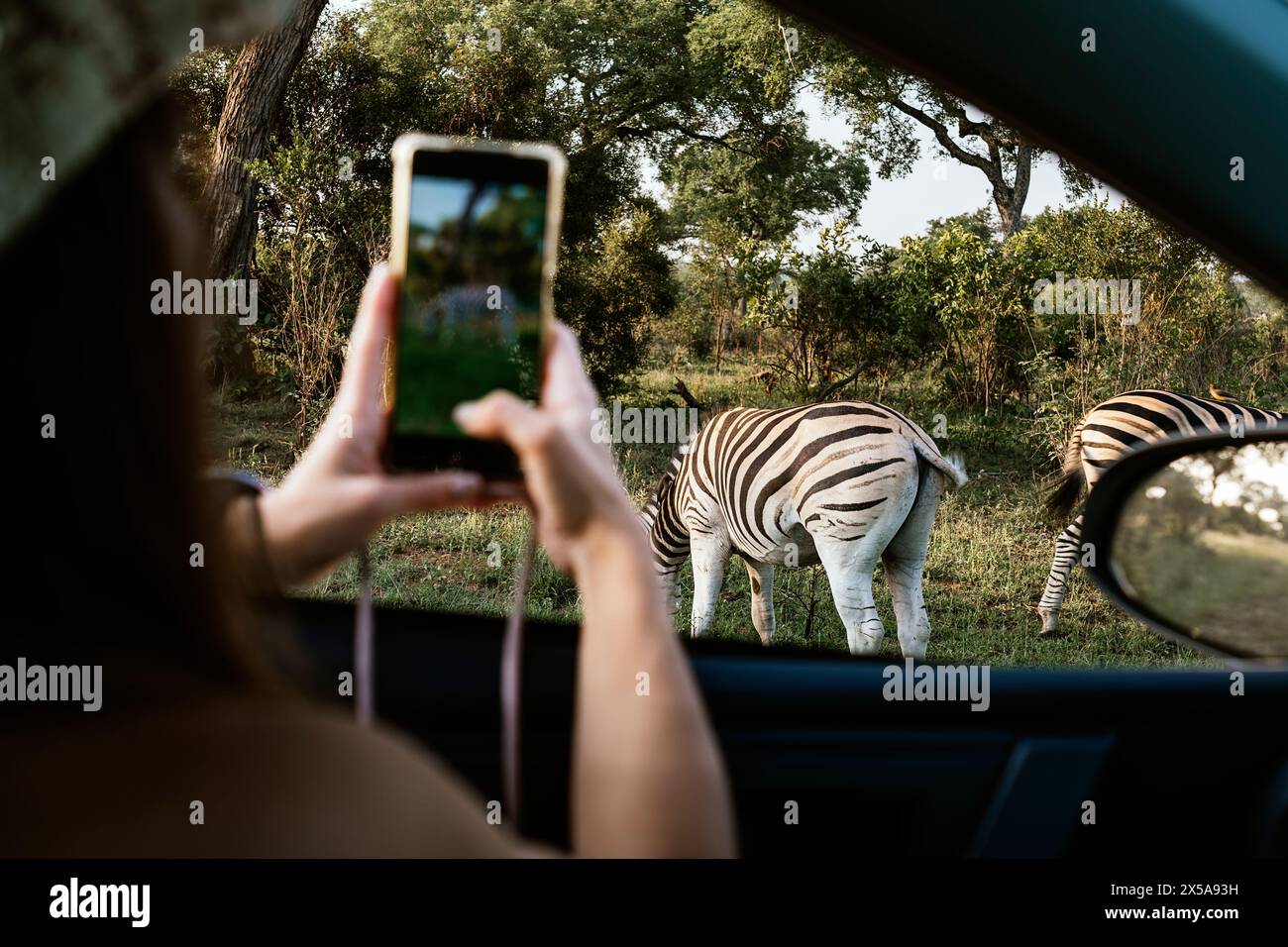 Back view of unrecognizable cropped woman photographs zebras with a ...