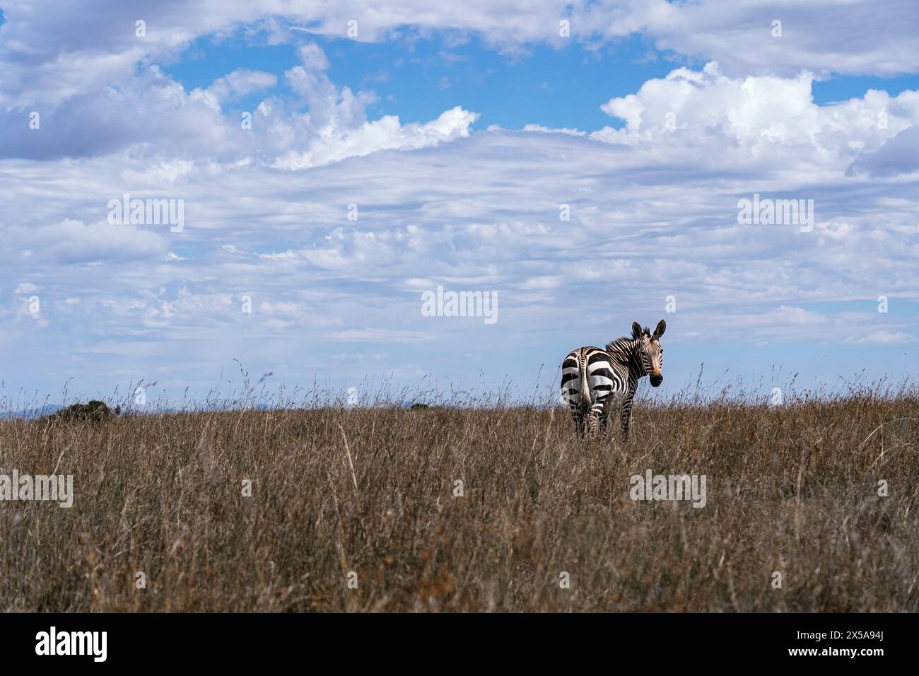 A solitary Zebra stands in a dry grassland with a dramatic cloudy sky ...