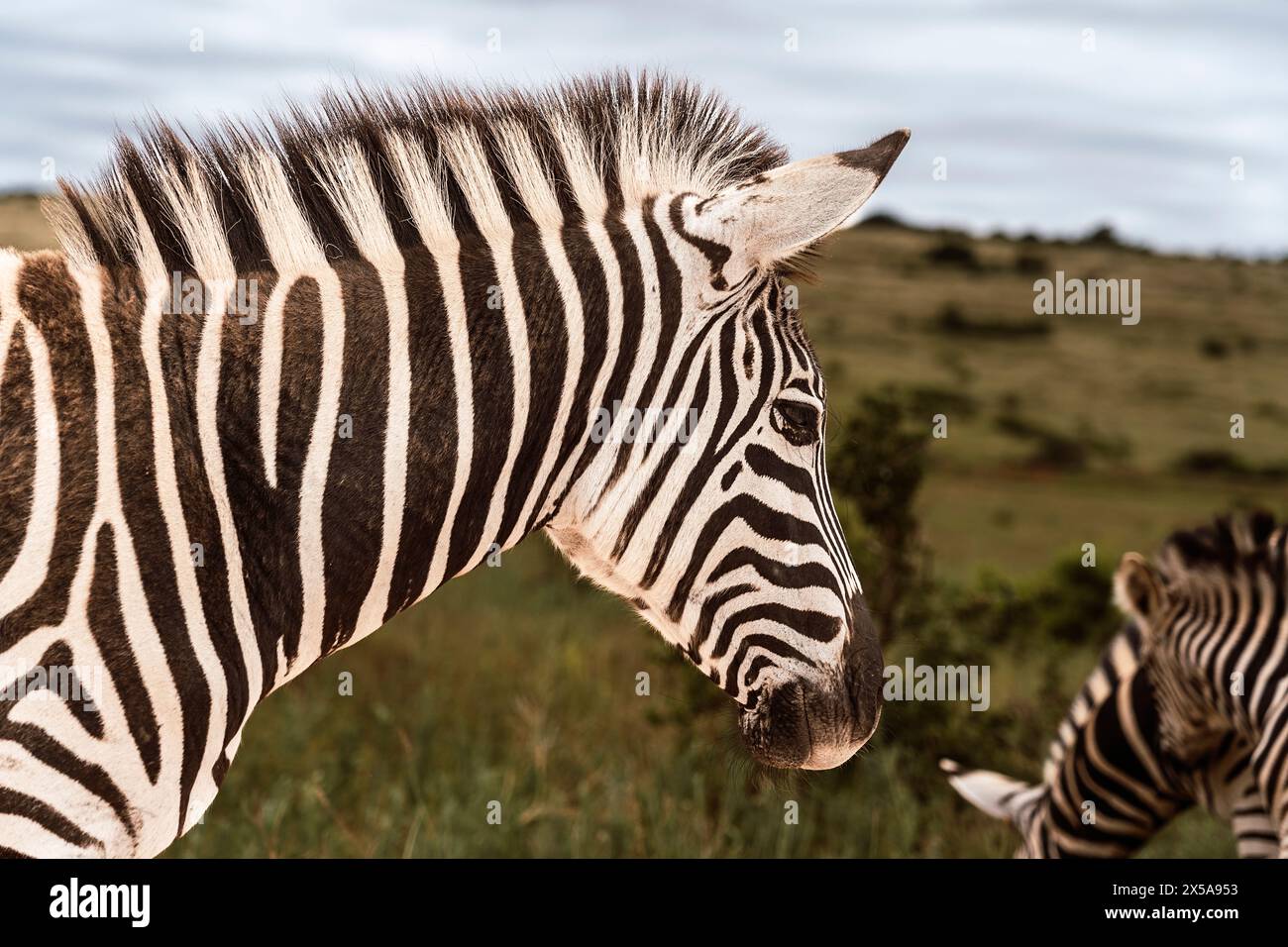 Grassland regions hi-res stock photography and images - Alamy