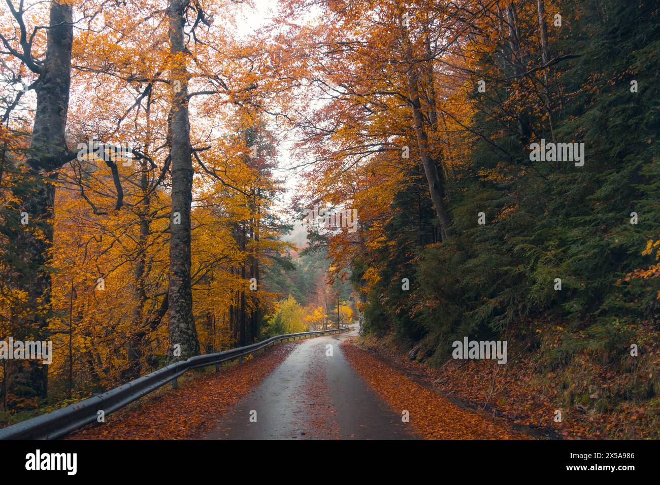 Scenic autumn road flanked by lush trees in Selva de Oza, Huesca ...