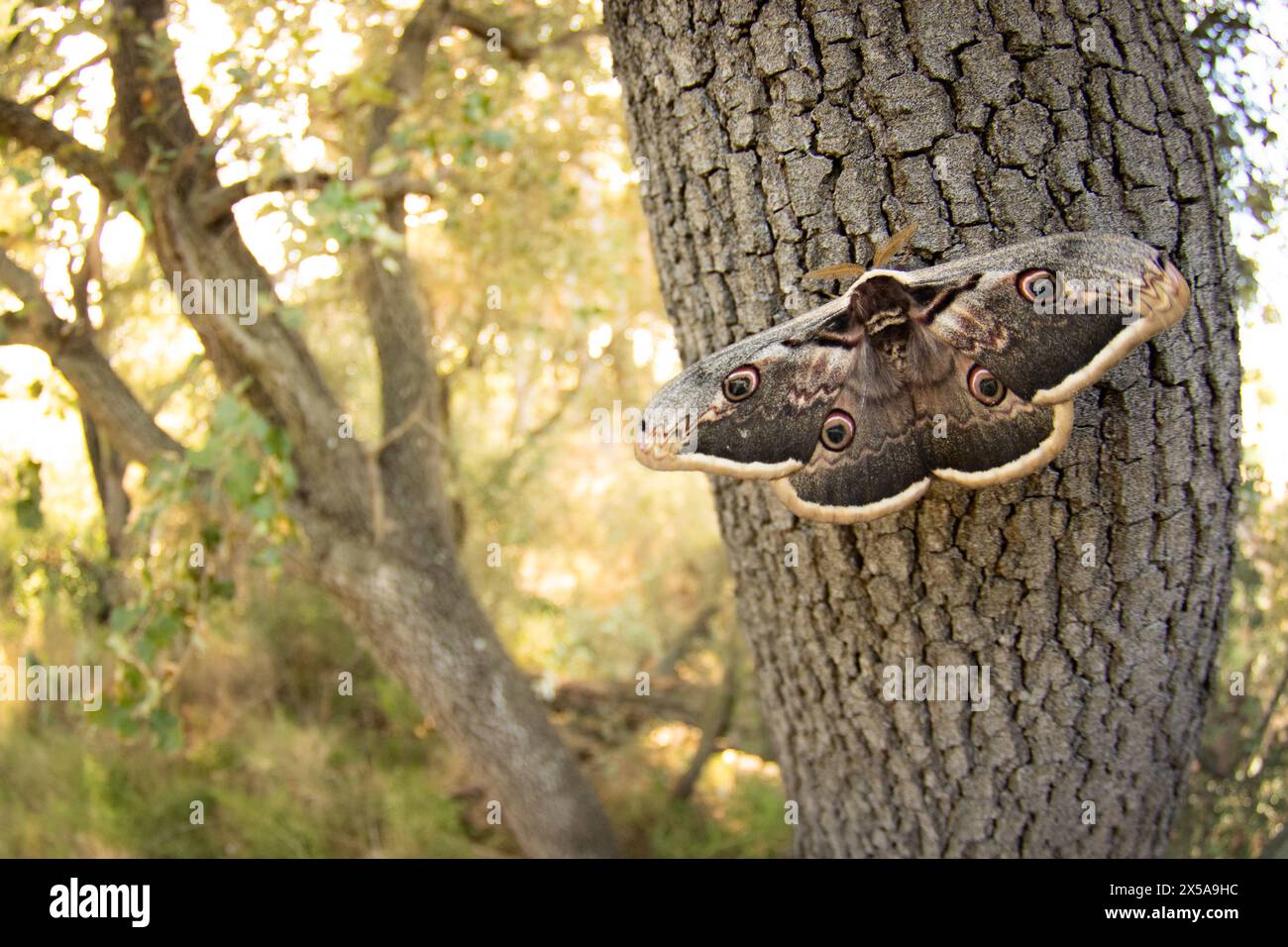 A Giant Peacock Moth, the largest moth in Europe, clings to the rugged ...