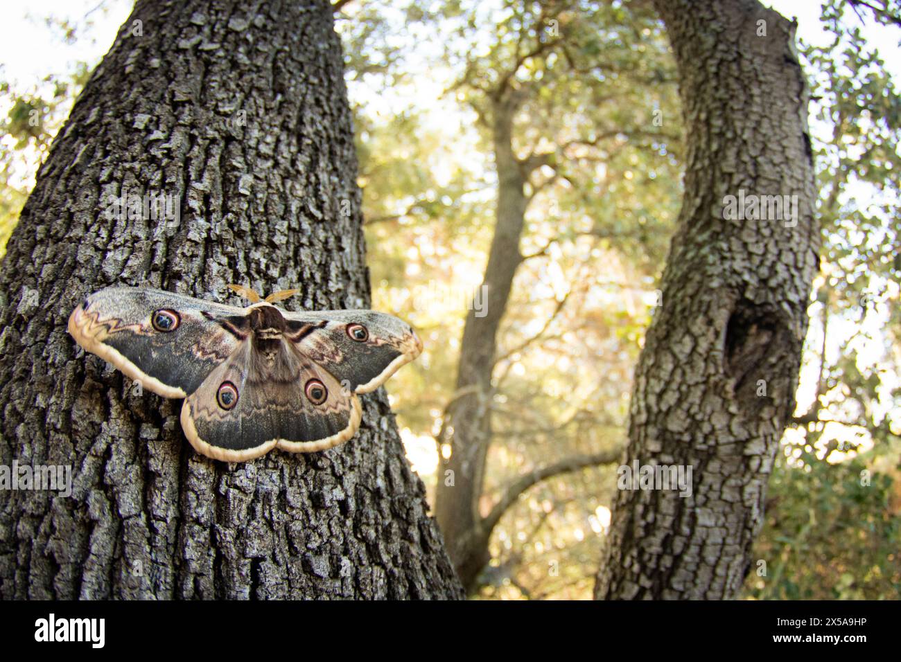 The Giant Peacock Moth, Europe's largest moth, perches on a tree trunk ...