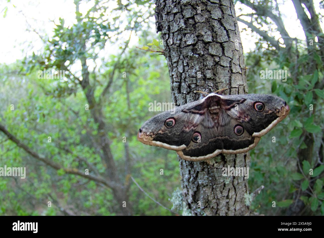 Large European peacock moth resting on a textured tree trunk in a green ...
