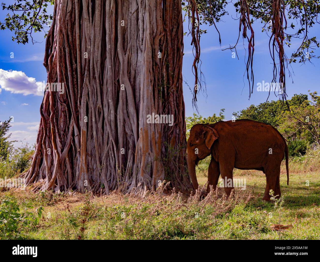Wild Asian Elephant under banyan tree Stock Photo - Alamy