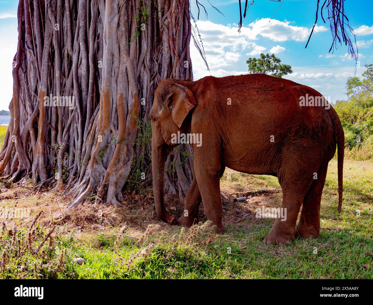 Wild Asian Elephant under banyan tree Stock Photo - Alamy