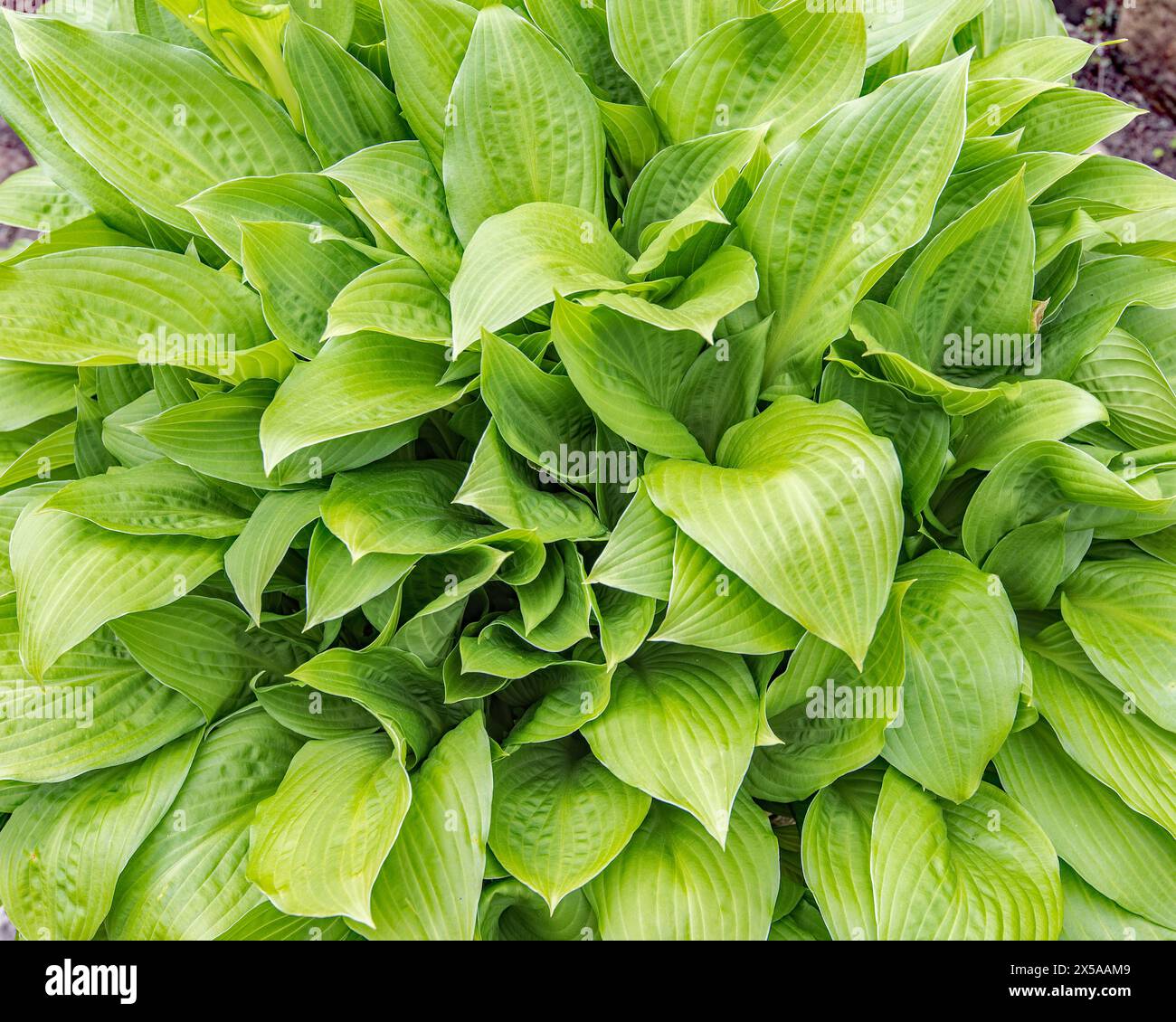Hostas in pots seemingly escaping slug damage hi-res stock photography ...