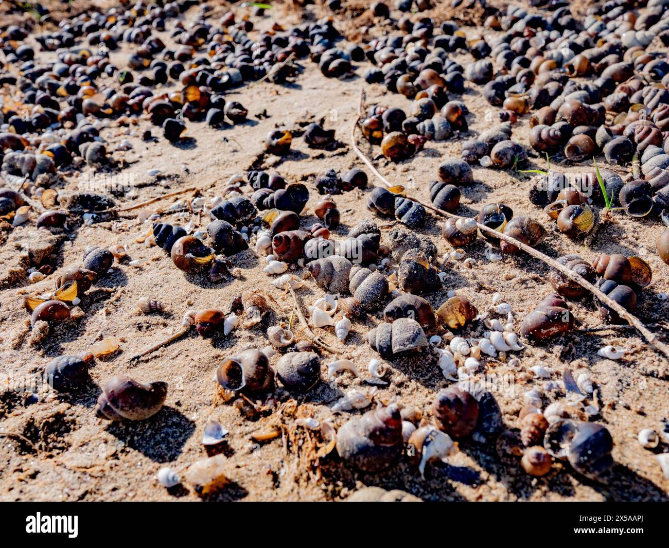 Freshwater shoreline strewn with snail shells Stock Photo - Alamy