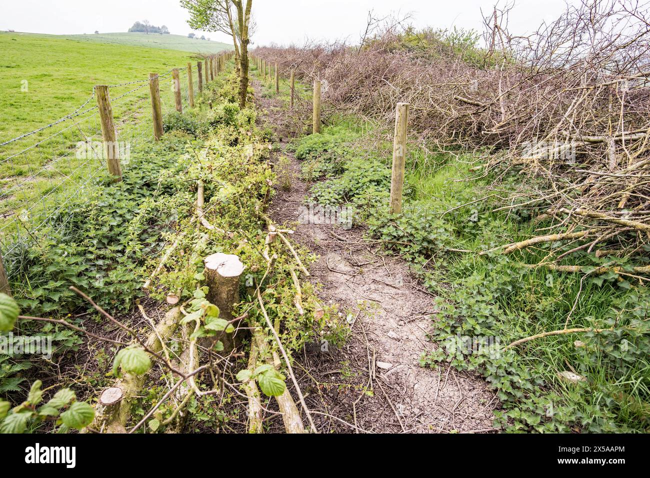 Big hedge laying jon gargrave may 2024 hi-res stock photography and ...