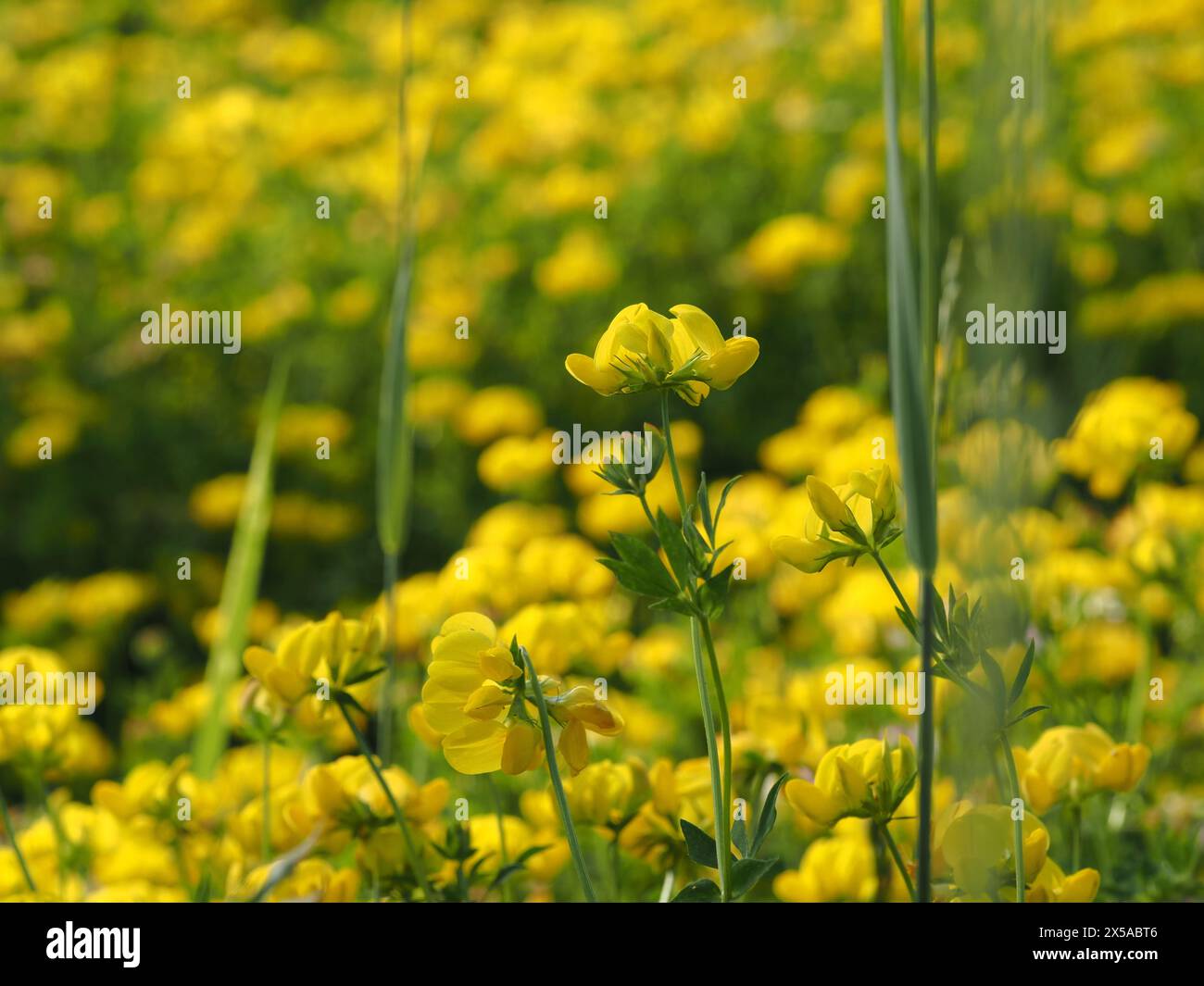 Birdsfoot trefoil wildflowers - Bloomington, MN (June 2023). Scientific ...