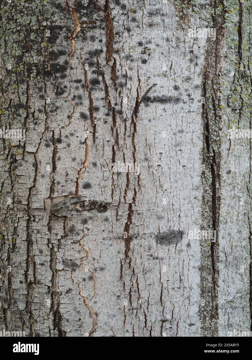 Sapindales order hi-res stock photography and images - Alamy