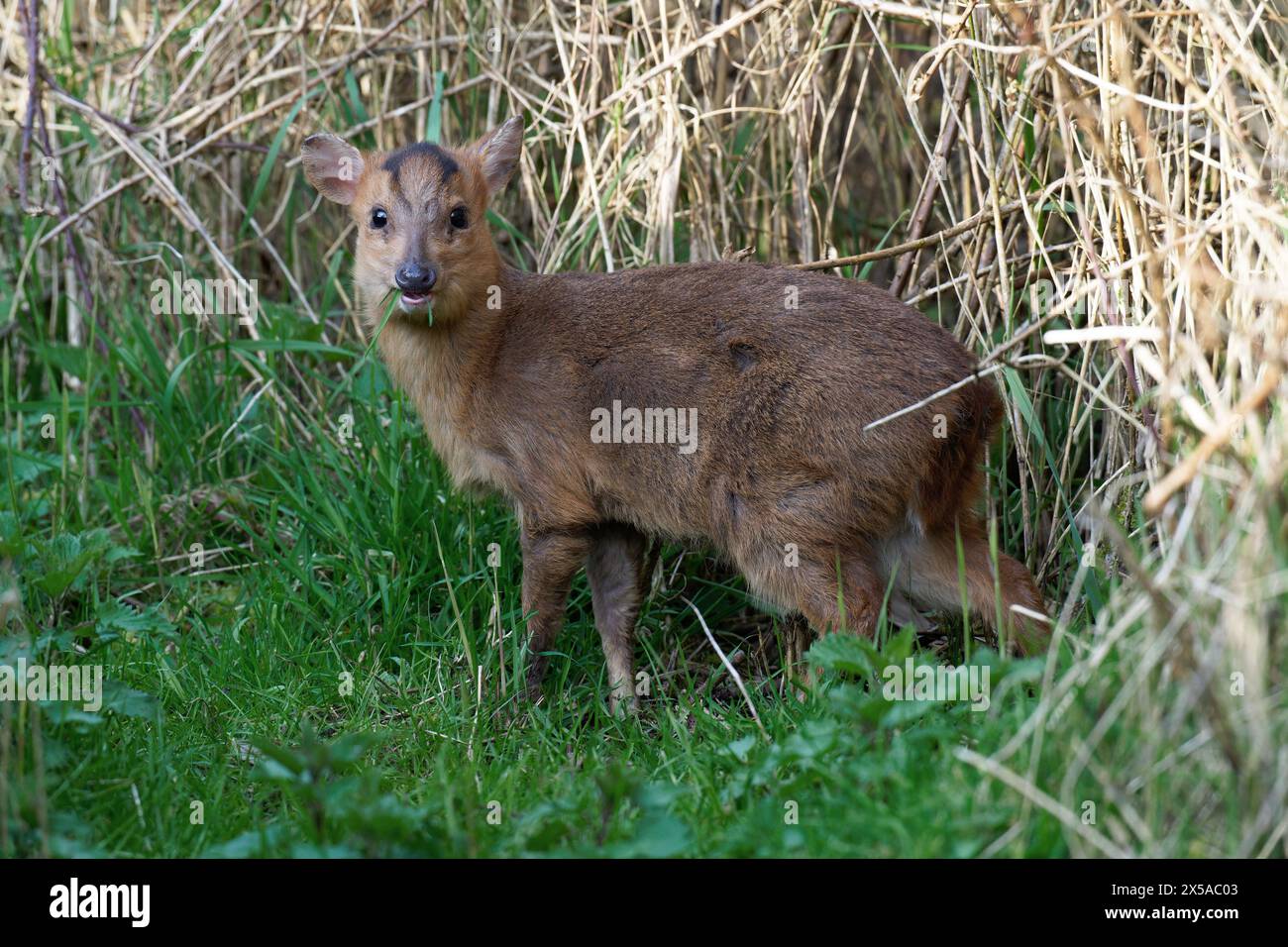 Reeves’ Muntjac, (Fawn), also known as barking deer and Mastreani deer ...