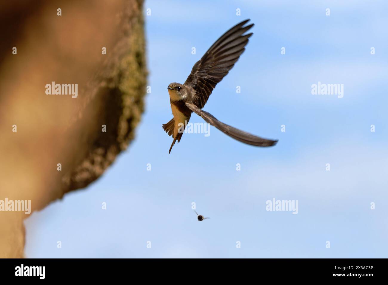 Sand martin-Riparia riparia fly near nest site. Uk Stock Photo - Alamy