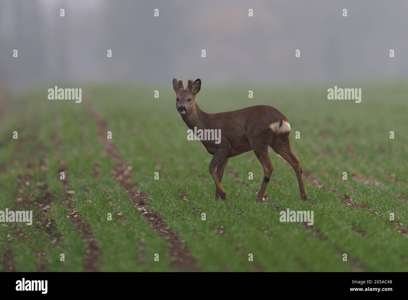 European Roe deer (buck) -Capreolus capreolus Stock Photo - Alamy