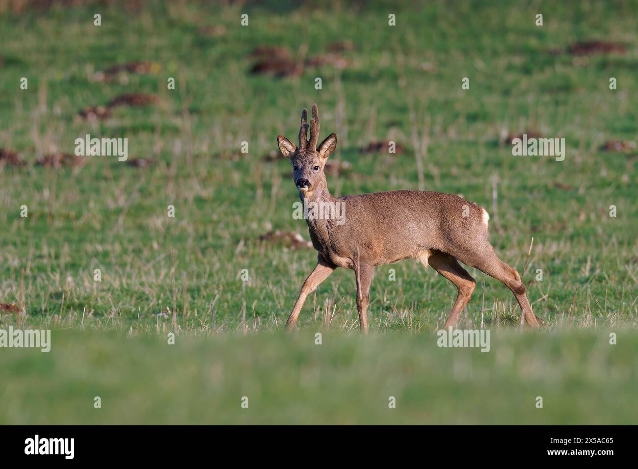 European Roe deer (buck) -Capreolus capreolus Stock Photo - Alamy