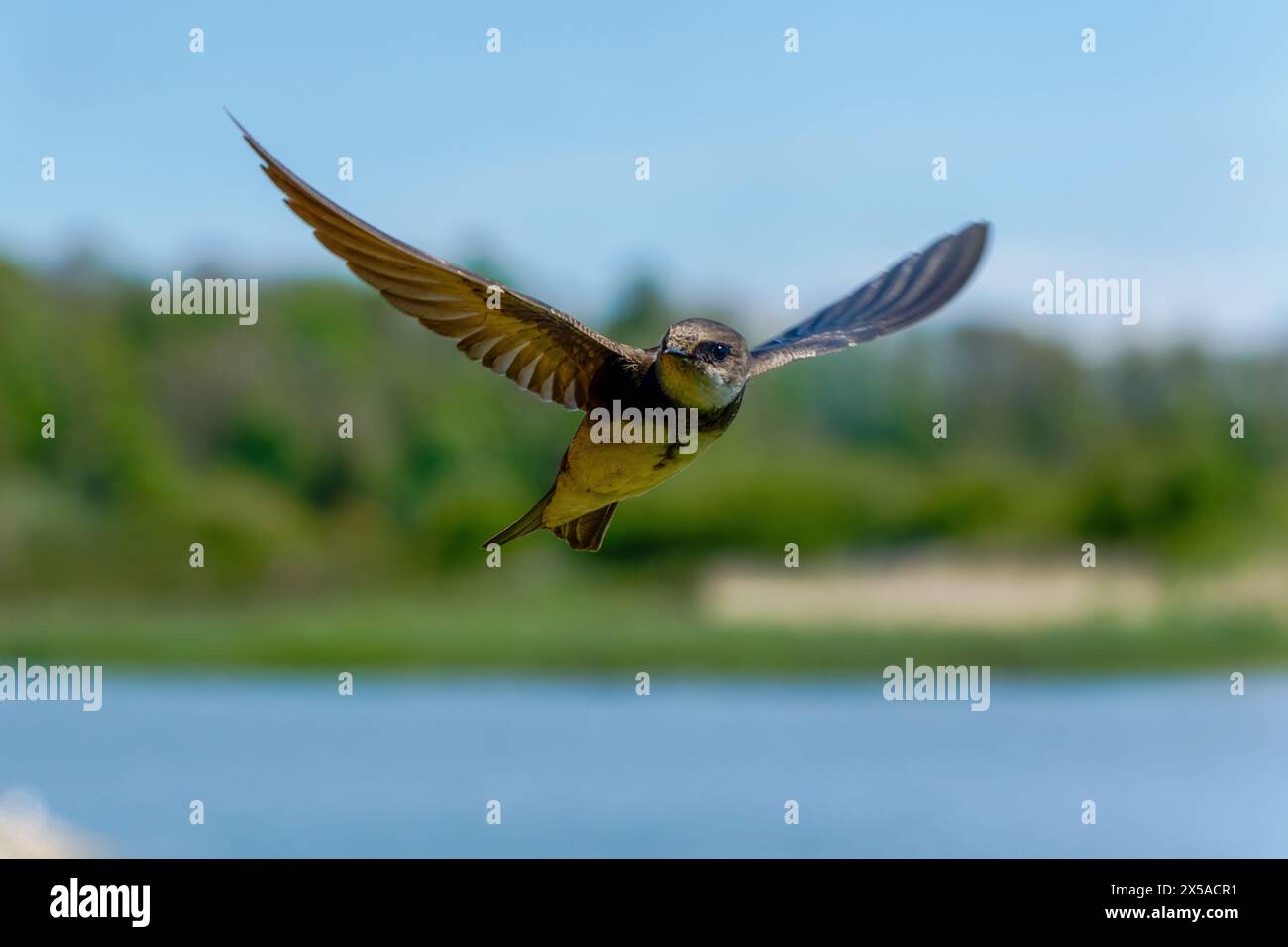 Sand martin-Riparia riparia in flight Stock Photo - Alamy