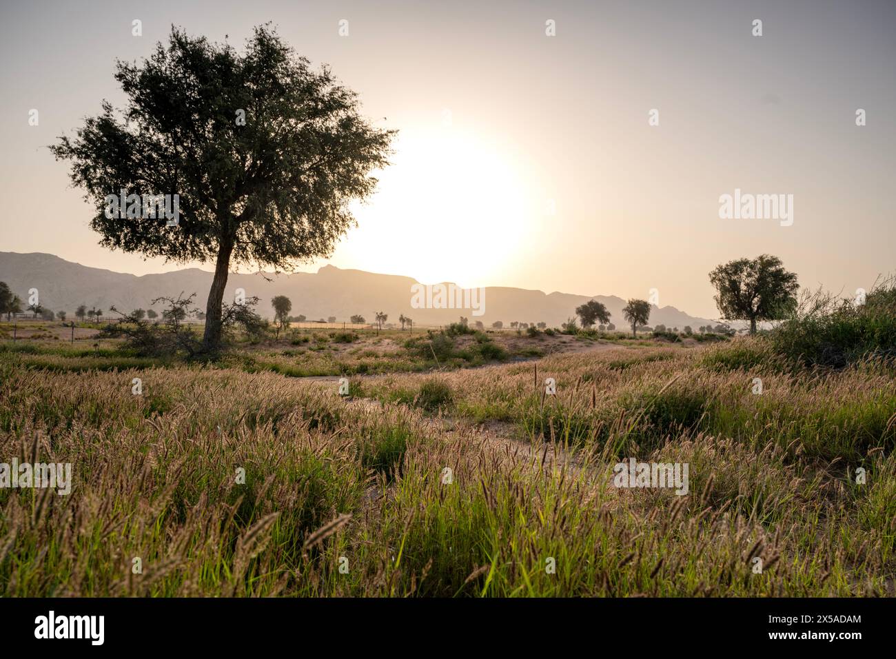 Beautiful Landscape Views of United Arab Emirates Stock Photo - Alamy