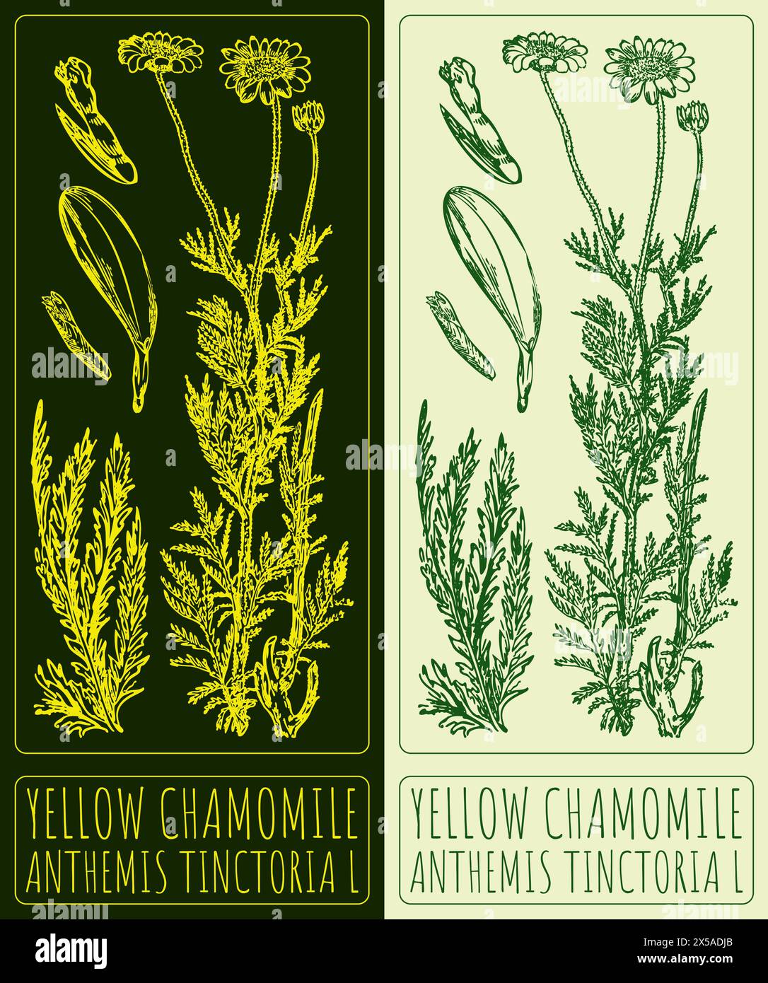 Anthemis vector vectors Stock Vector Images - Alamy