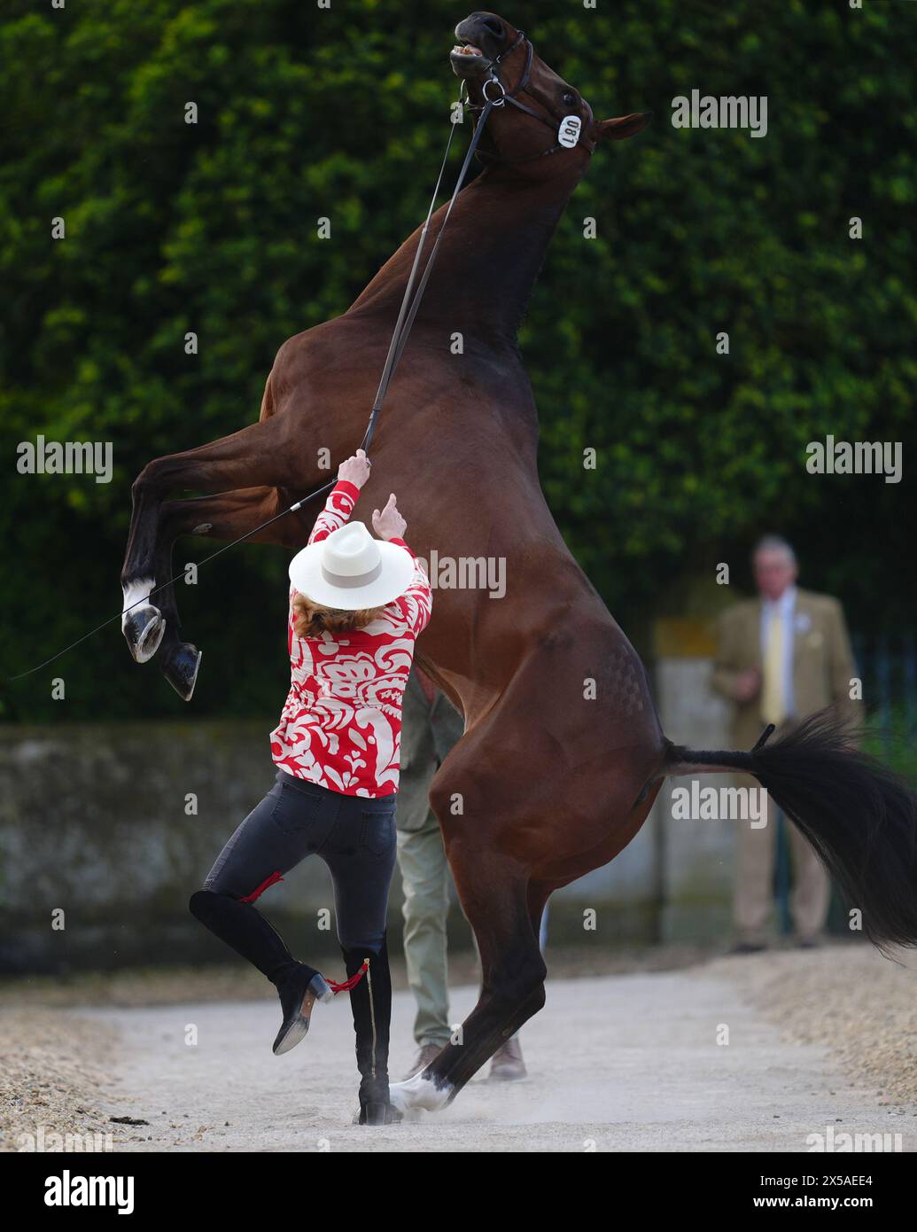 Horse mcs maverick hi-res stock photography and images - Alamy