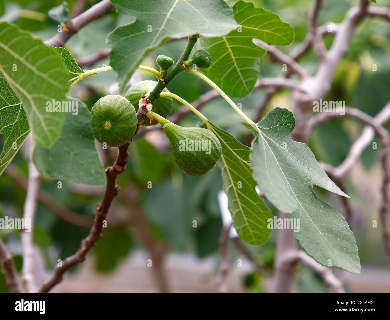 Closeup of small unripe figs on the fig tree ficus carica Stock Photo ...