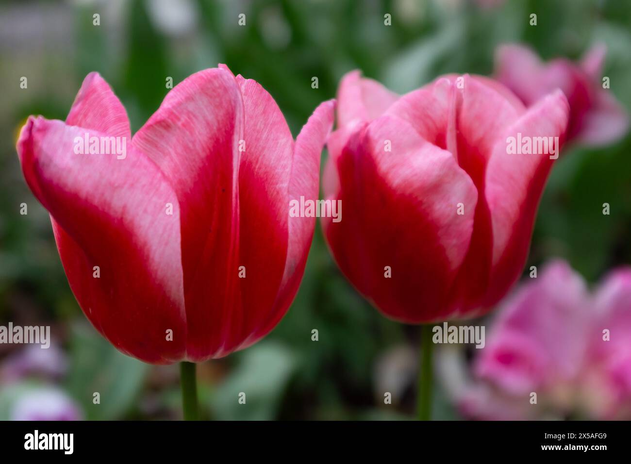 Side view of a duo of red and white tulips (Tulipa agenensis Stock ...