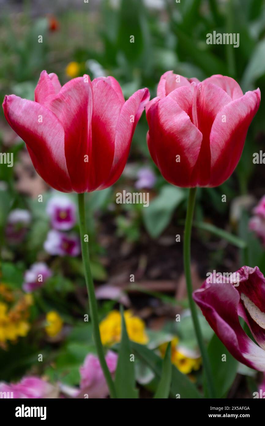 Side view of a duo of red and white tulips (Tulipa agenensis) (vertical ...