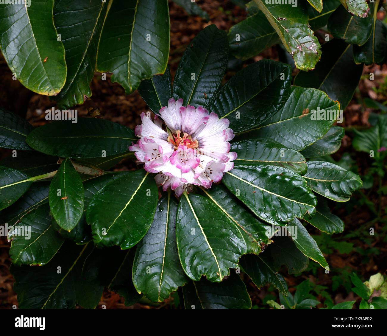 Closeup of the crimson white flower of the spring flowering evergreen ...