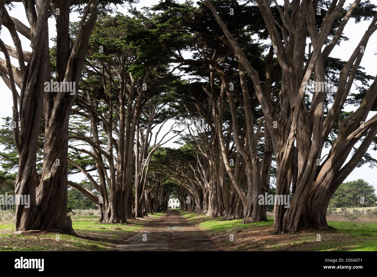 Popular Cypress tree tunnel in the Point Reyes National Seashore in ...
