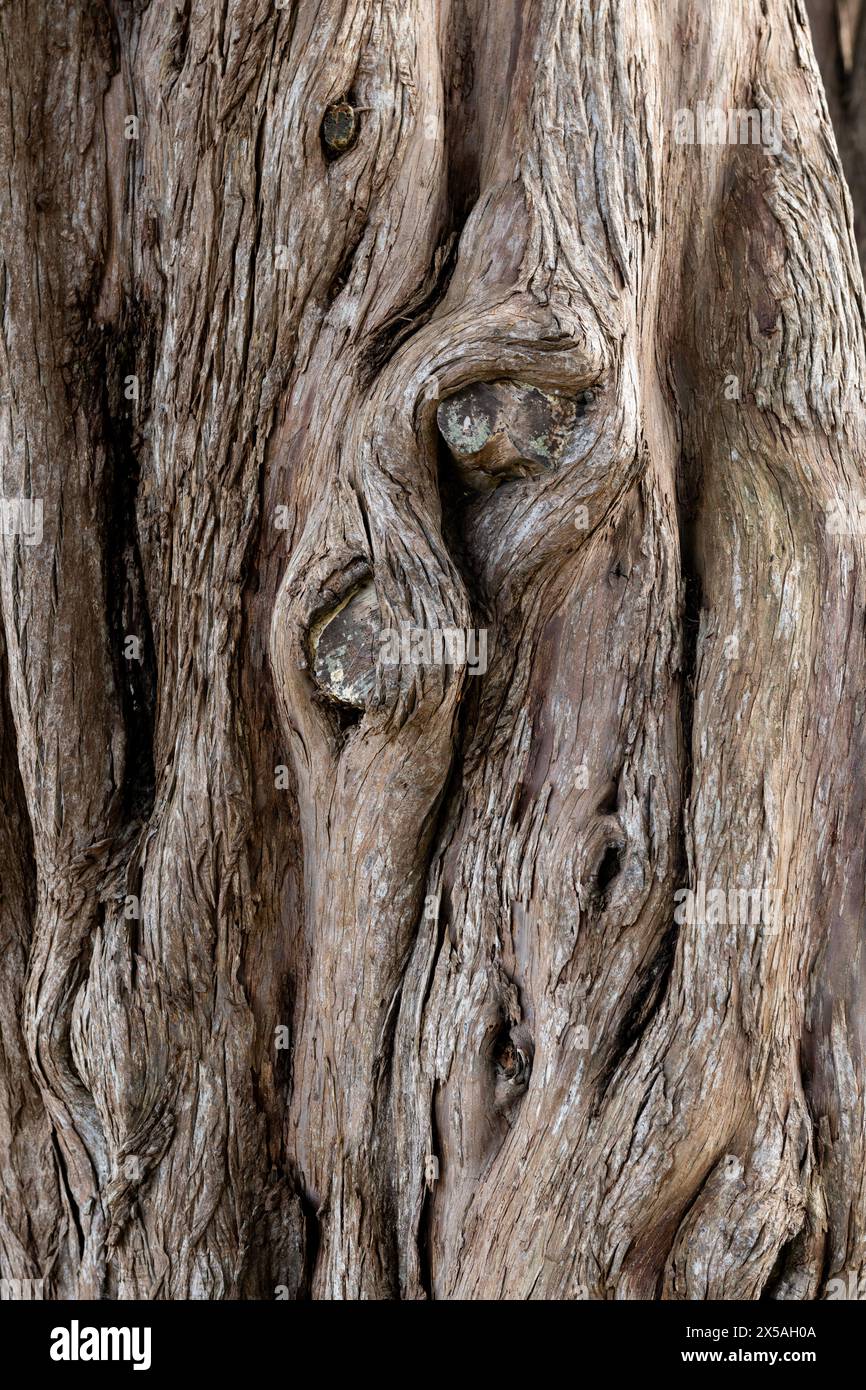 Closeup detail of textured bark surface of a Monterey Cypress tree in ...
