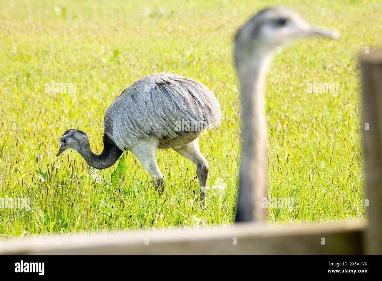 Rheas in a West Yorkshire farmers field near Shelf, England, UK - also ...