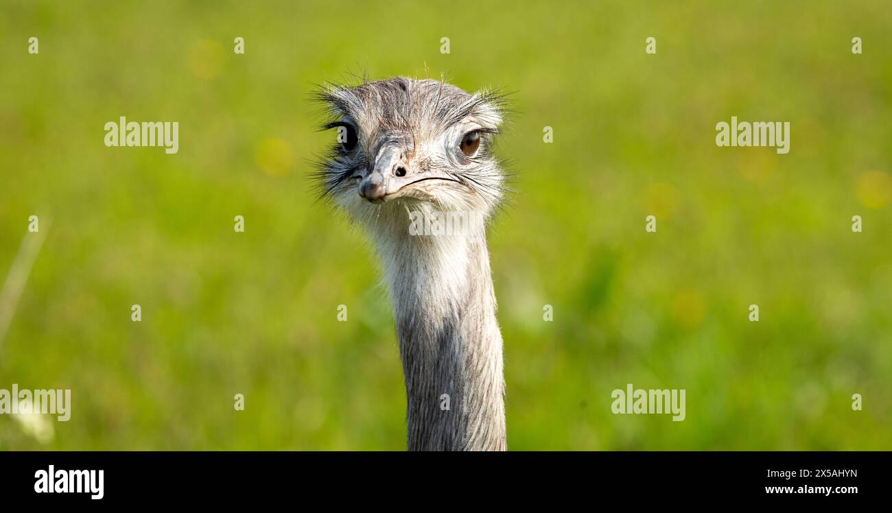 Rheas in a West Yorkshire farmers field near Shelf, England, UK - also ...