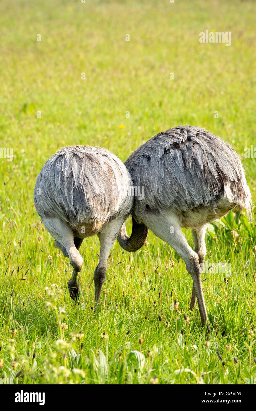 Rheas in a West Yorkshire farmers field near Shelf, England, UK - also ...