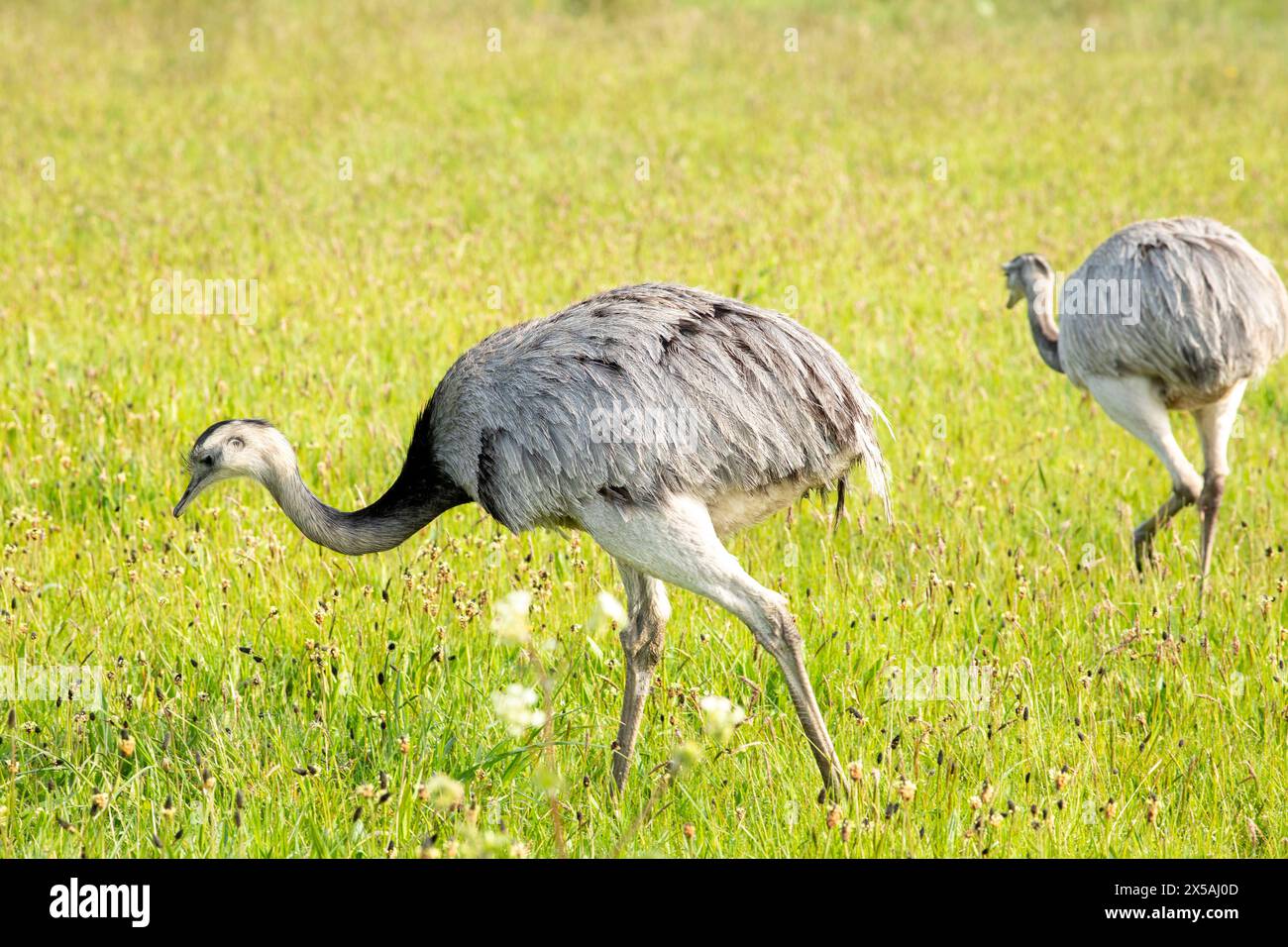 Rheas in a West Yorkshire farmers field near Shelf, England, UK - also ...