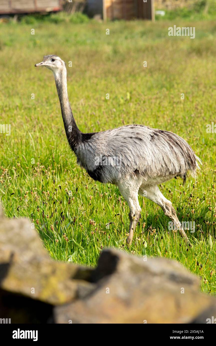 Rheas in a West Yorkshire farmers field near Shelf, England, UK - also ...