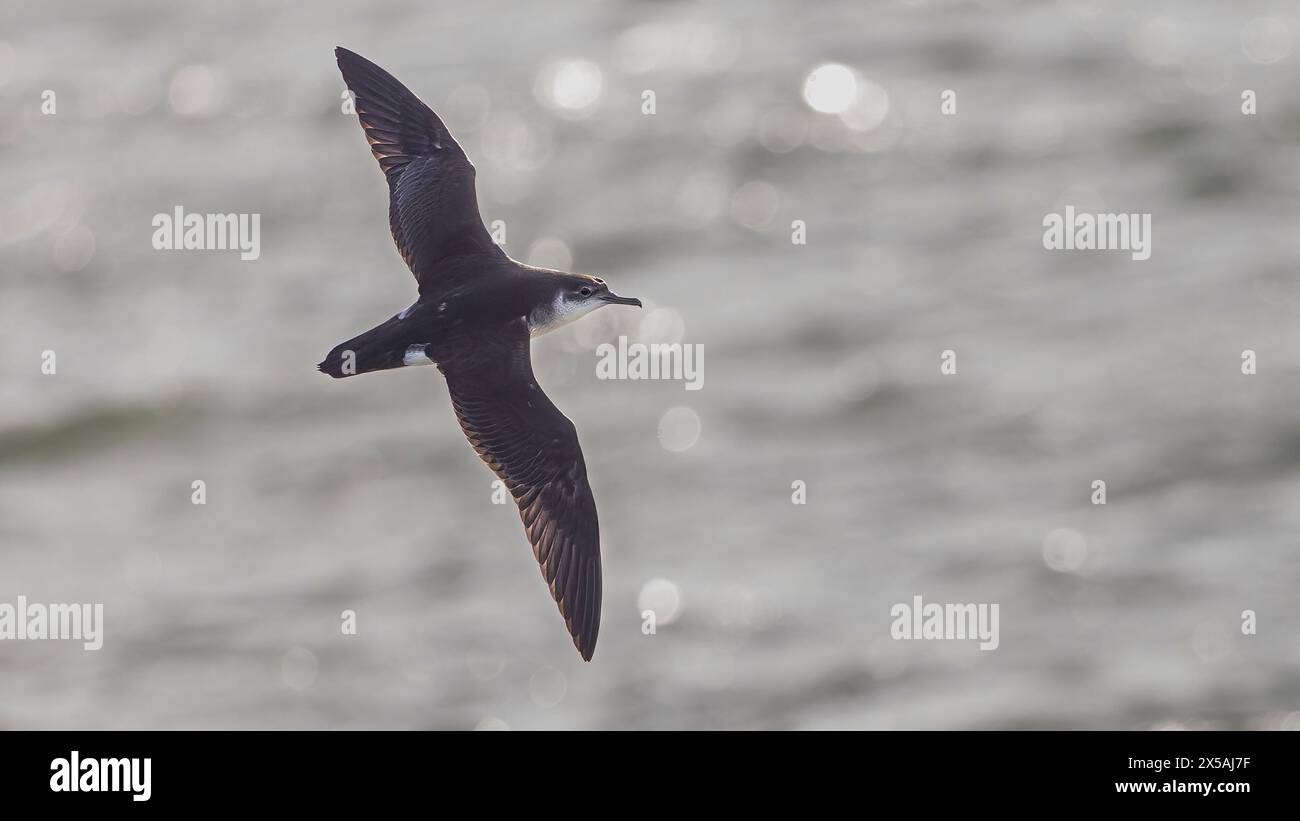 Manx Shearwater (Puffinus puffinus) in flight with backlight ...