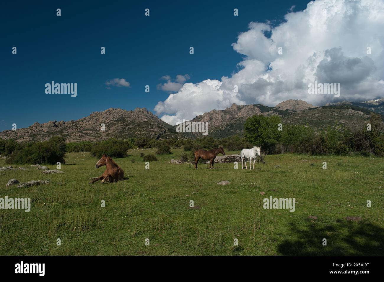 Heavenly animals hi-res stock photography and images - Alamy