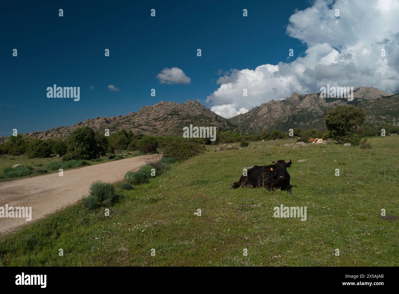 animals in countryside Stock Photo - Alamy