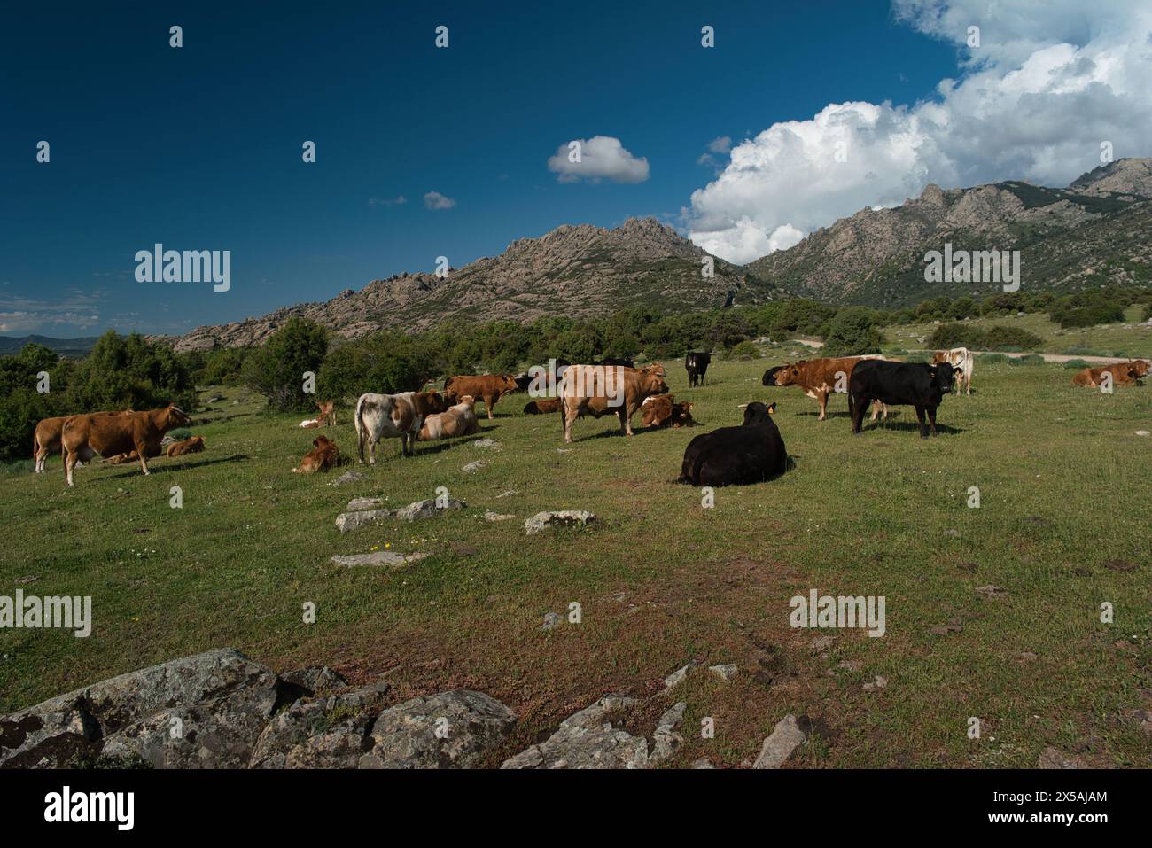 animals in countryside Stock Photo - Alamy
