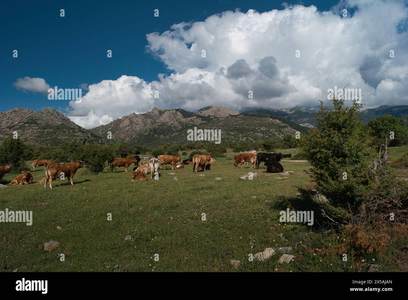 animals in countryside Stock Photo - Alamy