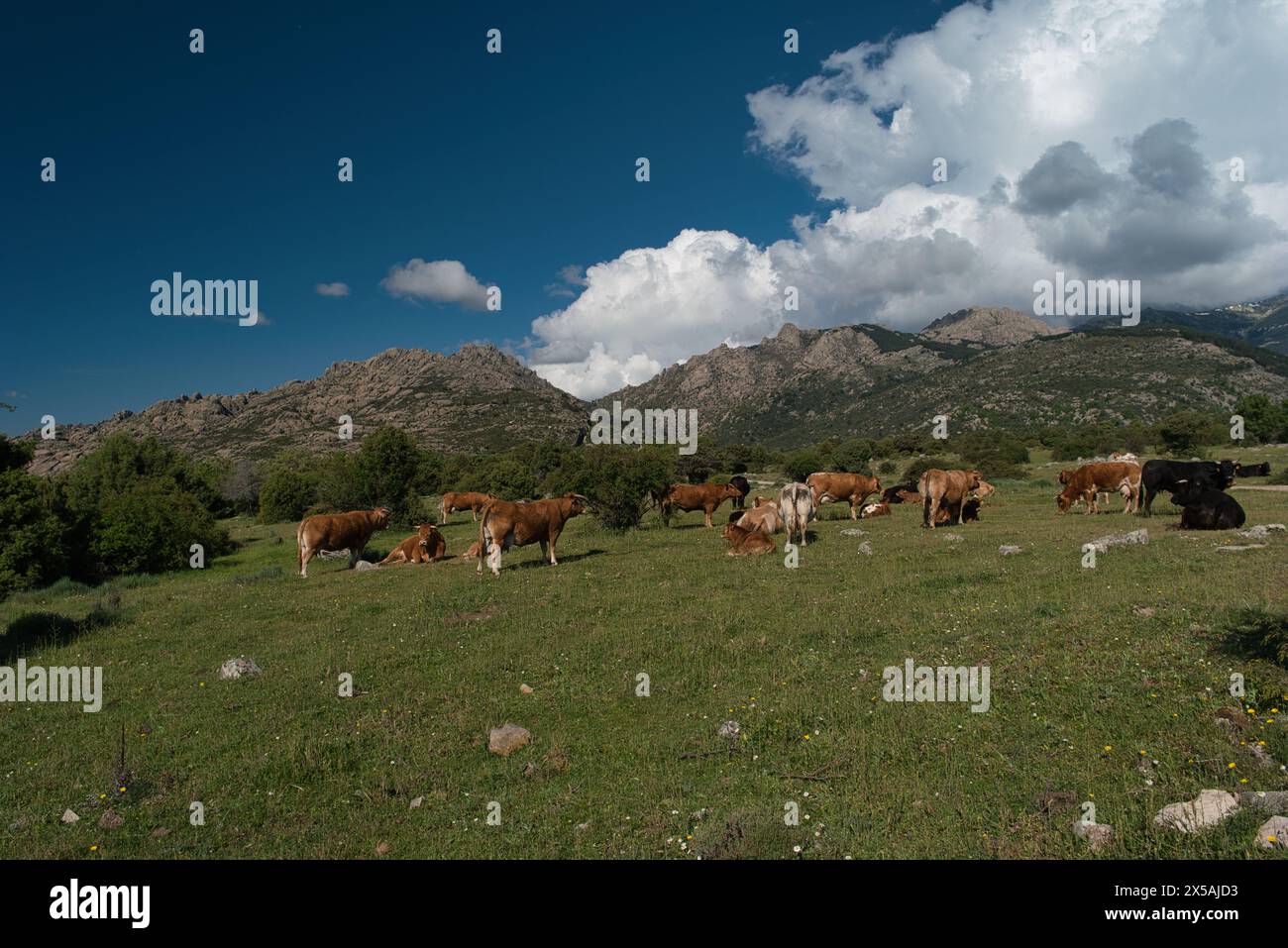 animals in countryside Stock Photo - Alamy
