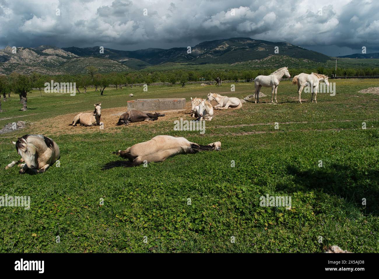 animals in countryside Stock Photo - Alamy