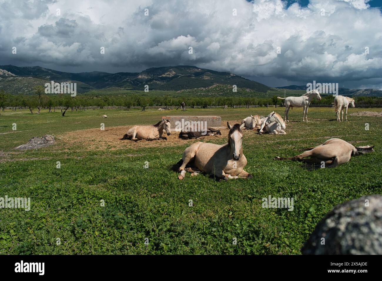 Heavenly animals hi-res stock photography and images - Alamy