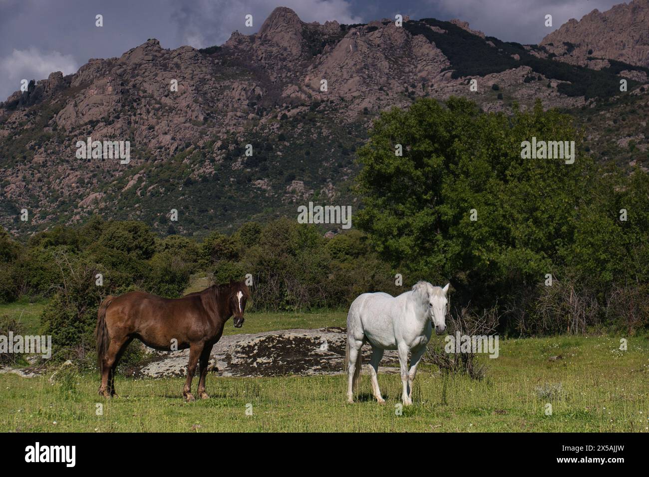 animals in countryside Stock Photo - Alamy
