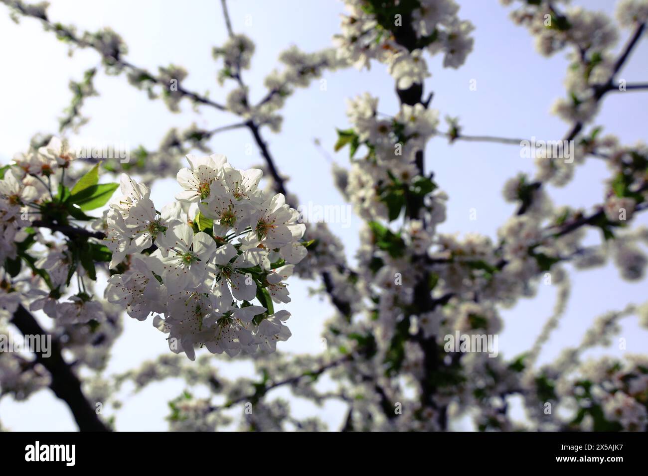 Cherry tree branches Stock Photo - Alamy