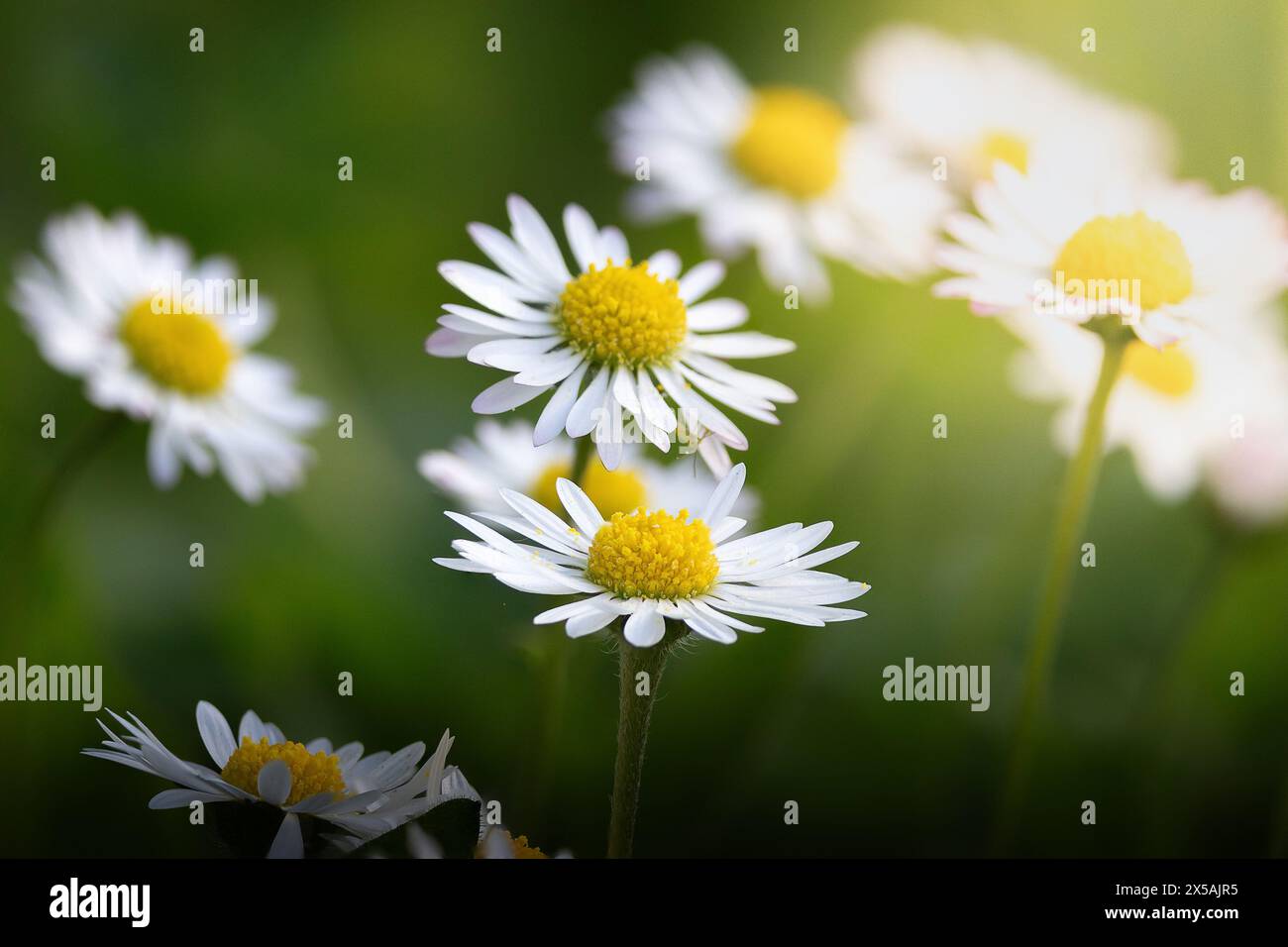 wild daisy flowers in beautiful sunset light (Leucanthemum vulgare ...