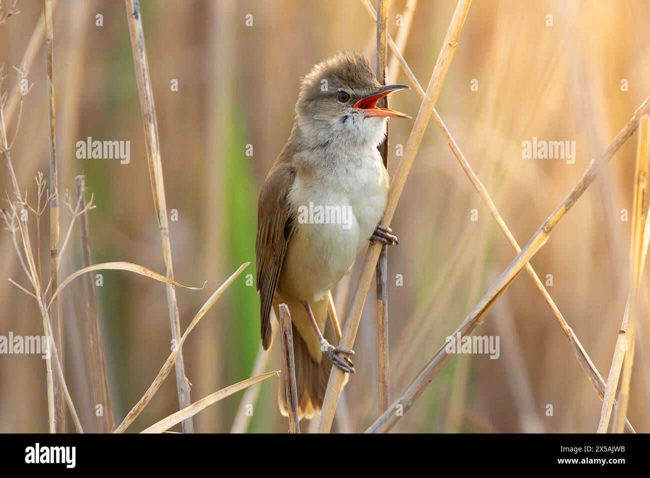 great reed warbler singing in mating season (Acrocephalus arundinaceus ...