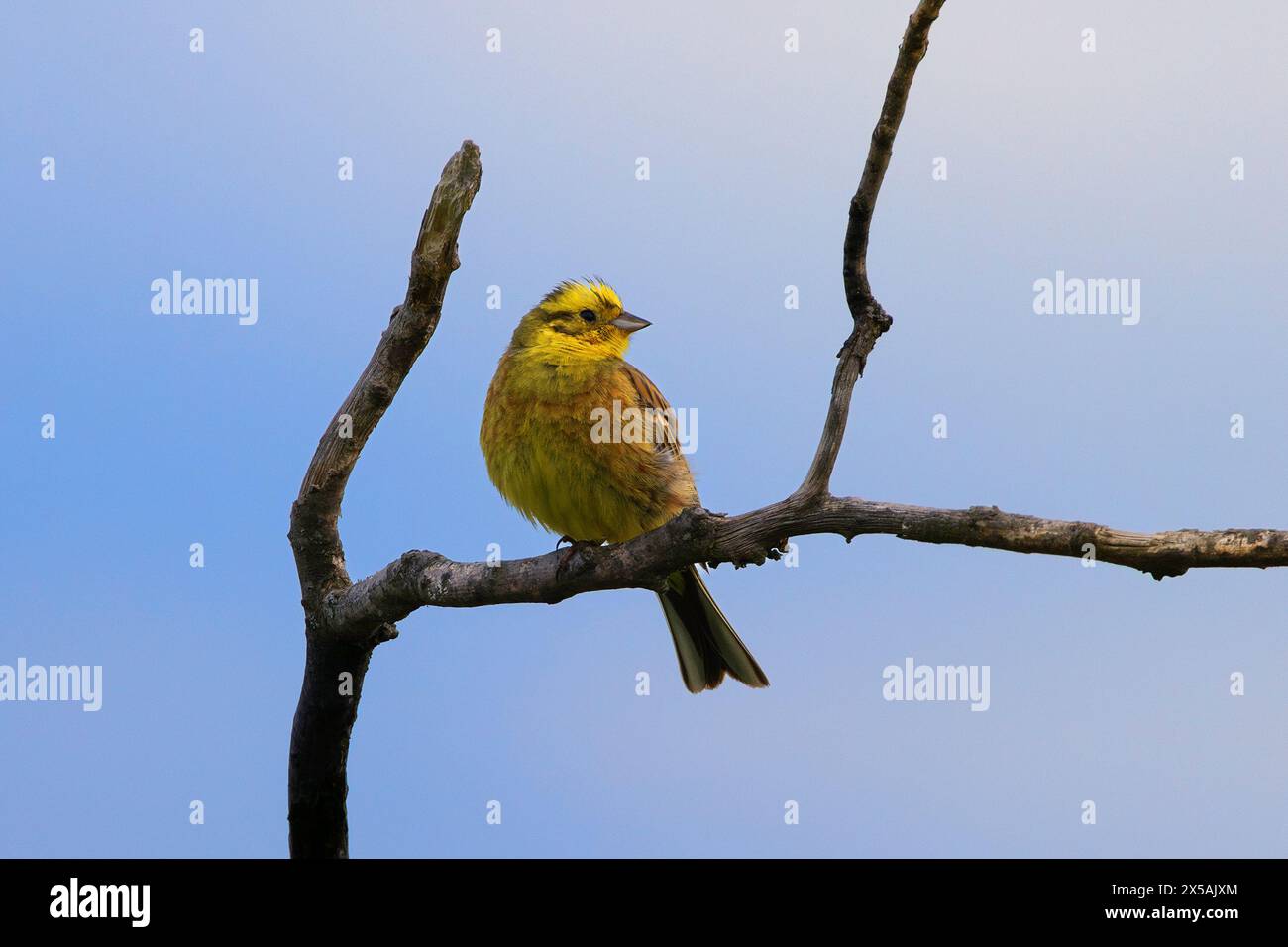 male yellowhammer on dead tree at sunset (Emberiza citrinella Stock ...
